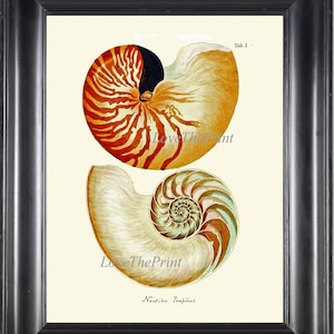 Nautilus Sea Shell Print Wall Art KG1 Beautiful Large Antique Seashell ...