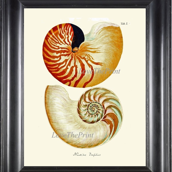 Large Seashell Wall Art - Etsy