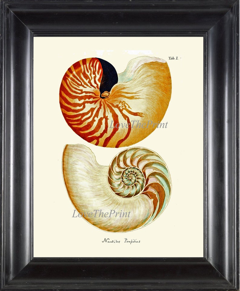 Nautilus Sea Shell Print Wall Art KG1 Beautiful Large Antique Seashell ...