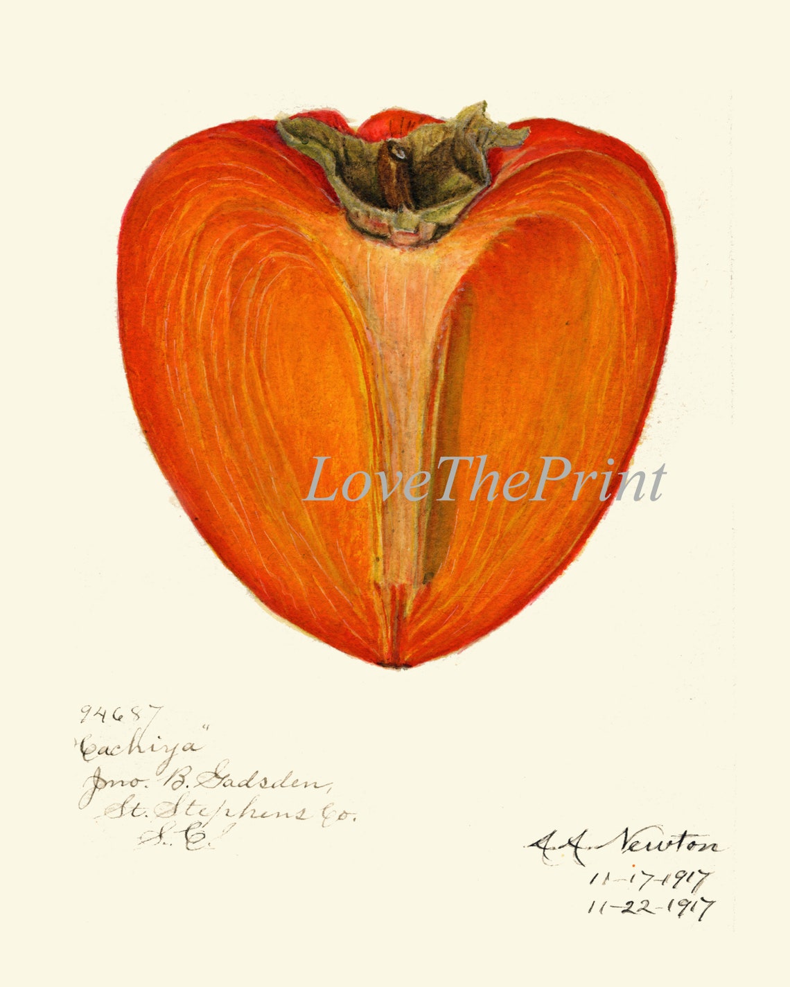 Persimmon Print US40 Beautiful Botanical Orange Large Antique Tree ...