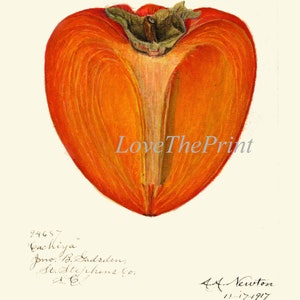 Persimmon Print US40 Beautiful Botanical Orange Large Antique Tree ...