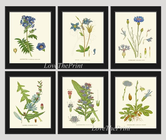 Blue Flowers Print Wall Art Set of 6 Prints Beautiful Antique | Etsy