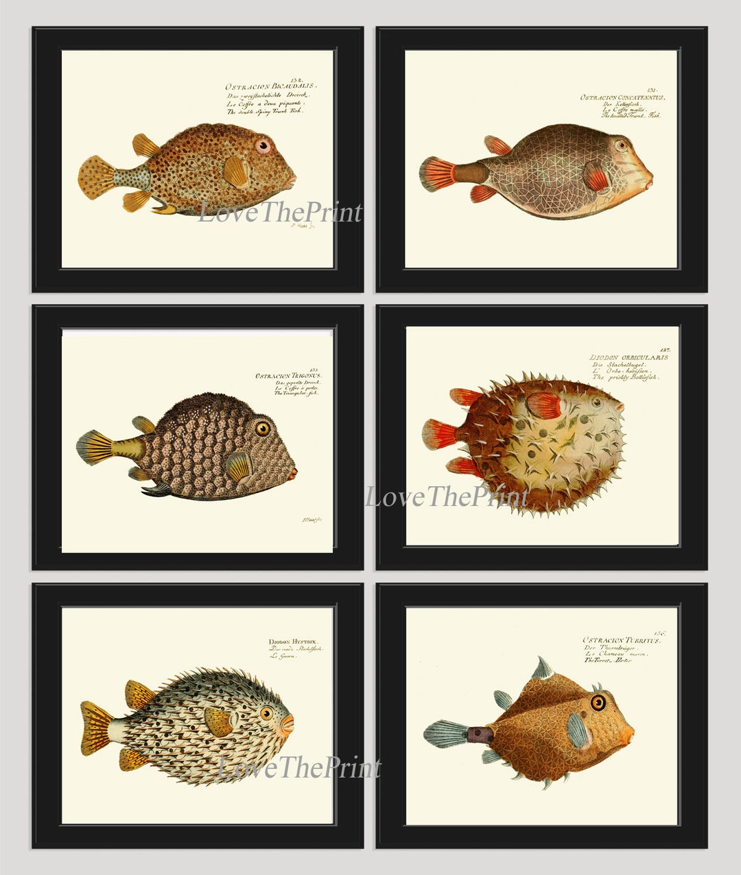 Tropical Fish Print Wall Art Set of 6 Antique Beautiful Boxfish Puffer ...