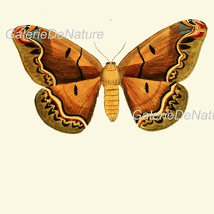 Butterfly Print Art M12 4x6 5x7 8x10 11x14 Beautiful Large Antique ...