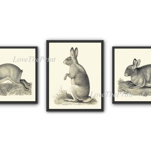 Rabbit Bunny Print Wall Art Set of 3 Beautiful Vintage | Etsy