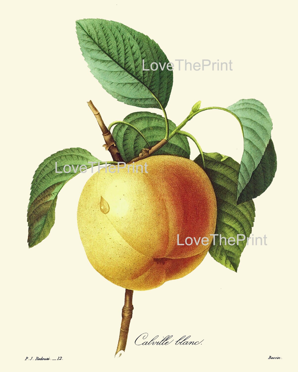 Botanical Art Print R70 Large Beautiful Apple Fruit Tree - Etsy