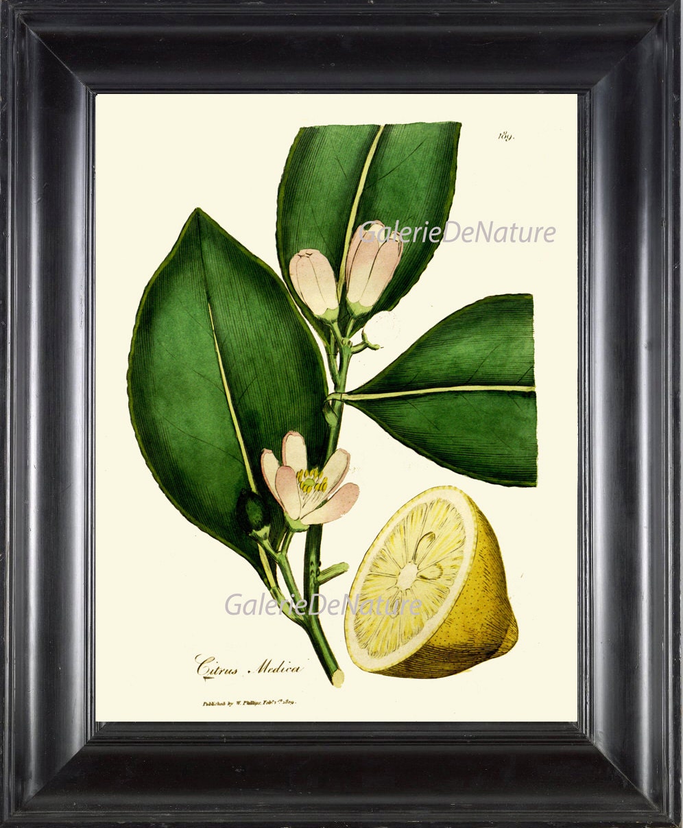 Botanical Art Print H51 Beautiful Antique Large Lemon Fruit Tree Flower ...