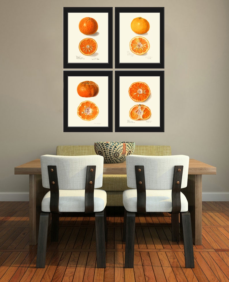 Botanical Mandarin Tangerine Art Print US18 Beautiful Large | Etsy