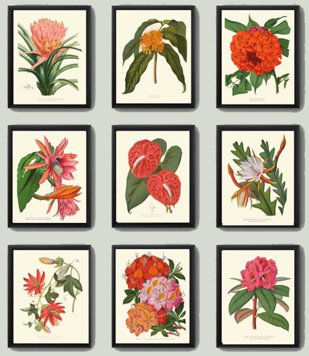 Botanical Tropical Flowers Art Print Set of 9 Beautiful Antique Pink ...