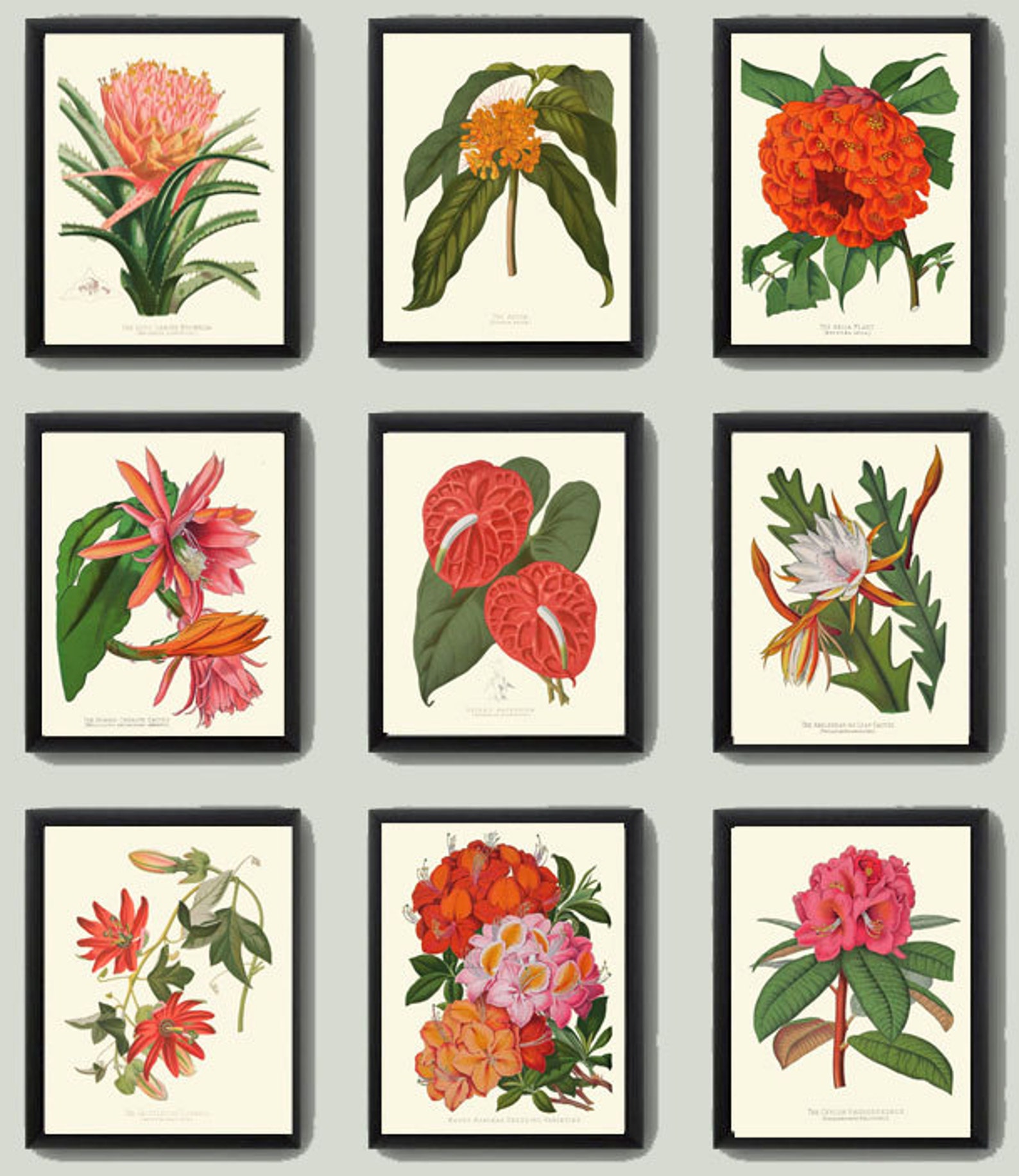 Botanical Tropical Flowers Art Print Set of 9 Beautiful - Etsy