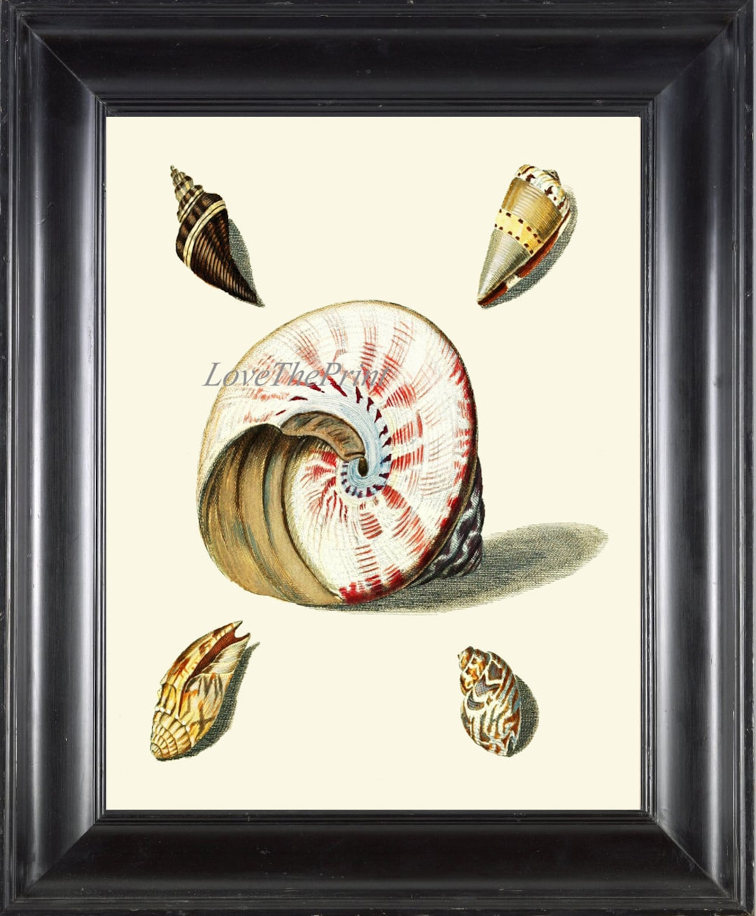 Seashell Print Wall Art KG35 Beautiful Antique Sea Shell Ocean Beach ...