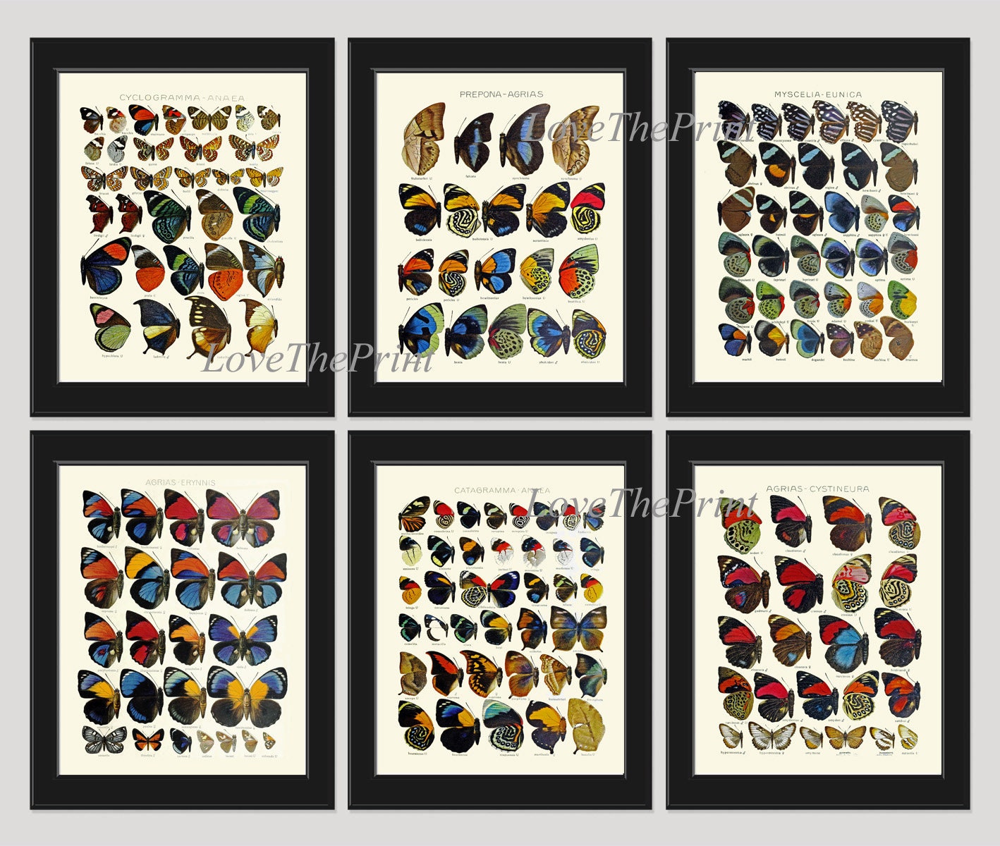 Beautiful Butterflies Chart PRINT SET of 6 Antique Vintage | Etsy