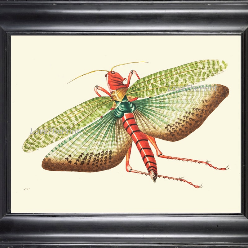 Antique Insect Print - Etsy