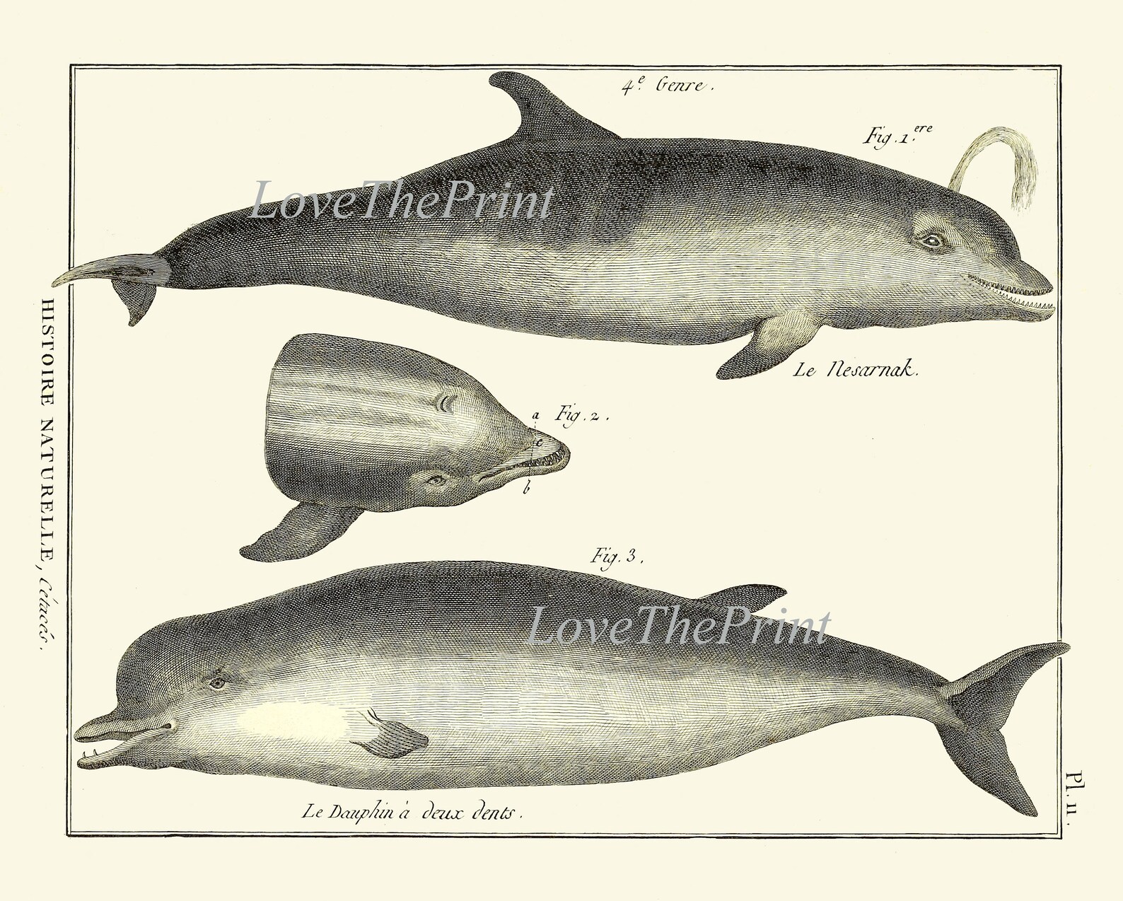 Dolphin Art Print Set of 3 Antique Beautiful Ocean Sea Marine Nature ...
