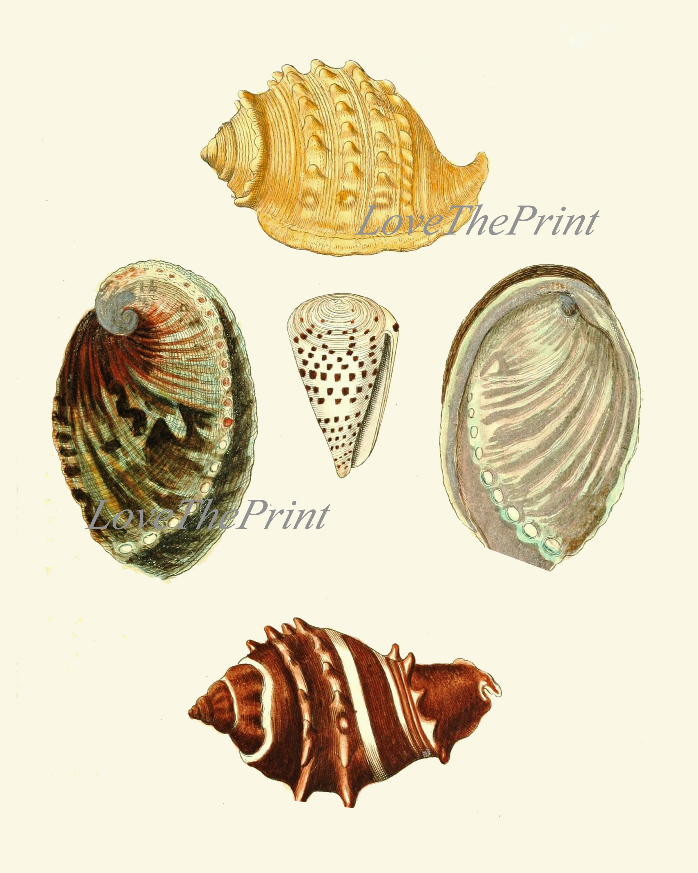Seashell Print Wall Art KG17 Beautiful Antique Sea Shell Ocean - Etsy