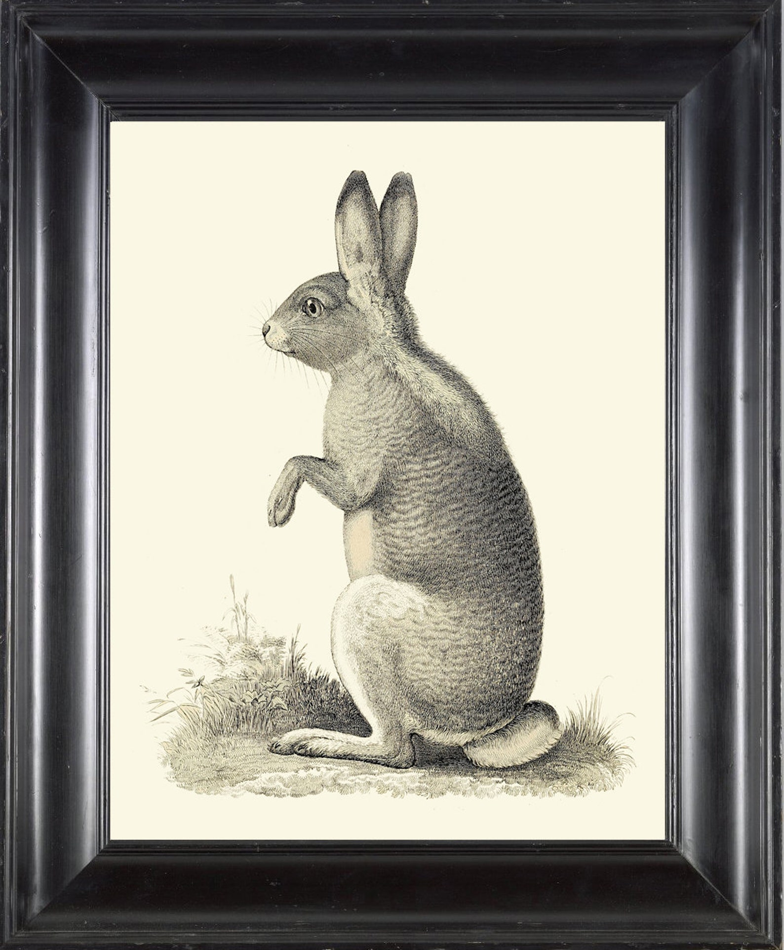 Bunny Rabbit Print 10 Wall Art Beautiful Antique Animal | Etsy