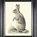 Bunny Rabbit Print 10 Wall Art Beautiful Antique Animal - Etsy
