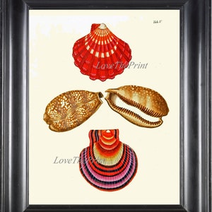 Red Seashell Print Wall Art KG5 Beautiful Antique Illustration Sea ...
