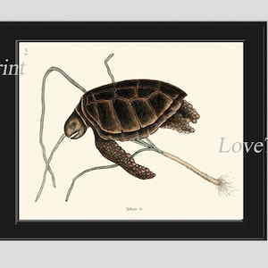 Turtle PRINT SET of 3 Art Prints Beautiful Antique Turtles Home Room ...