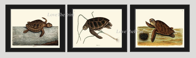 Turtle PRINT SET of 3 Art Prints Beautiful Antique Turtles Home Room ...