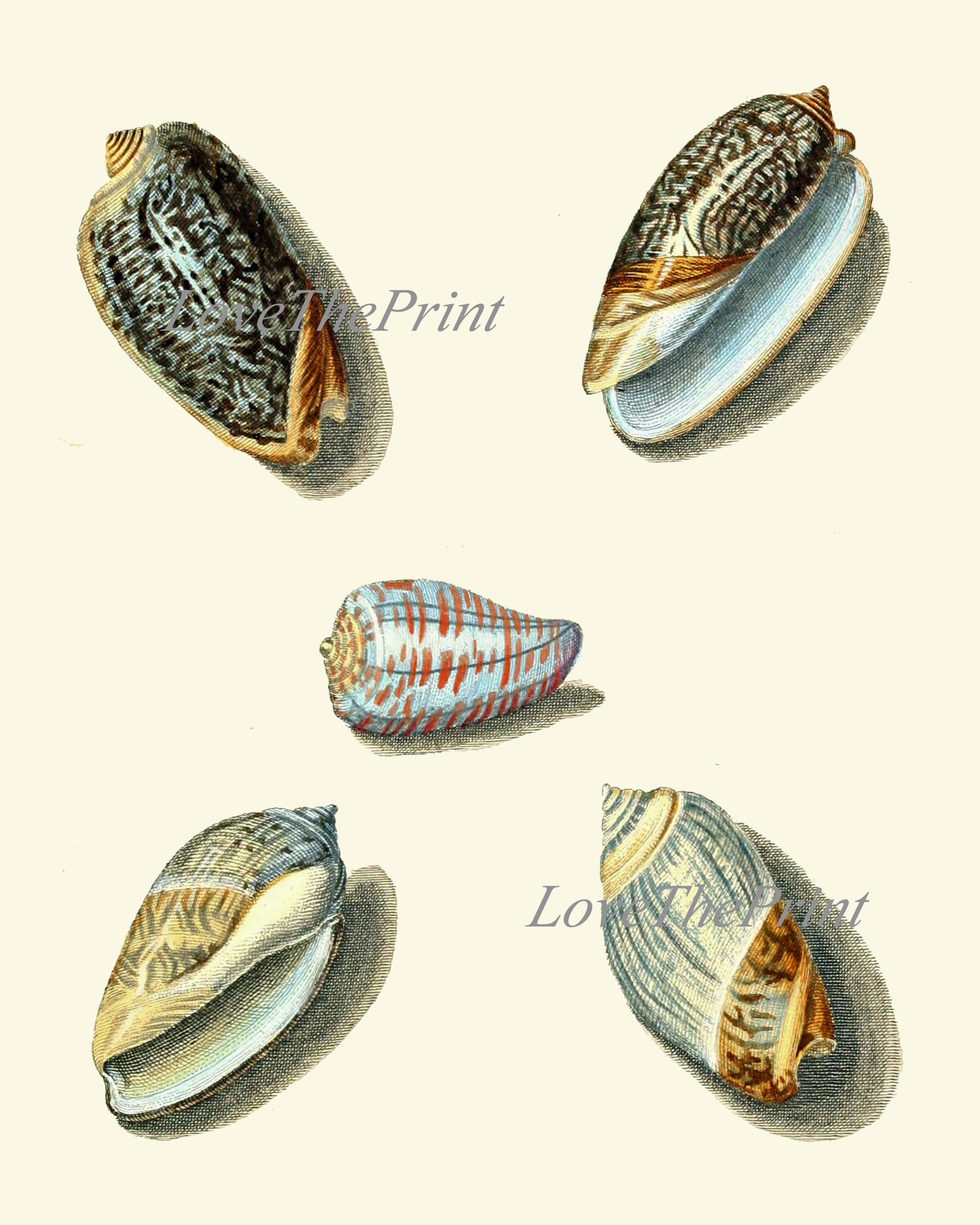 Aqua Turquoise Seashell Print Wall Art KG38 Beautiful Antique - Etsy