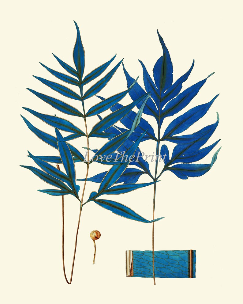 Blue Fern Botanical Wall Art Print Set of 4 Beautiful Ferns Green ...