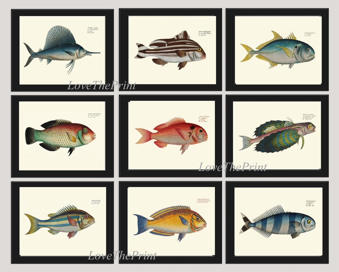 Fish Wall Art Print Set of 9 Antique Beautiful Nature Lake Beach House ...