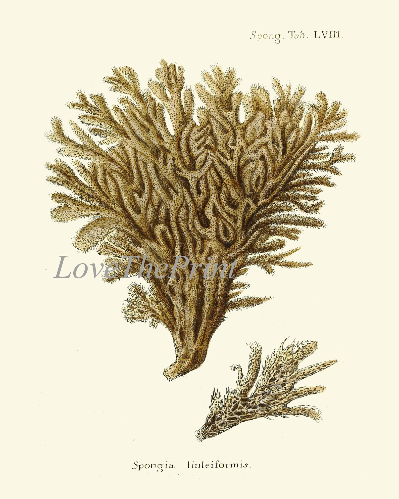 Coral Print Set of 2 Prints Beautiful Antique Vintage Tropical Coastal ...