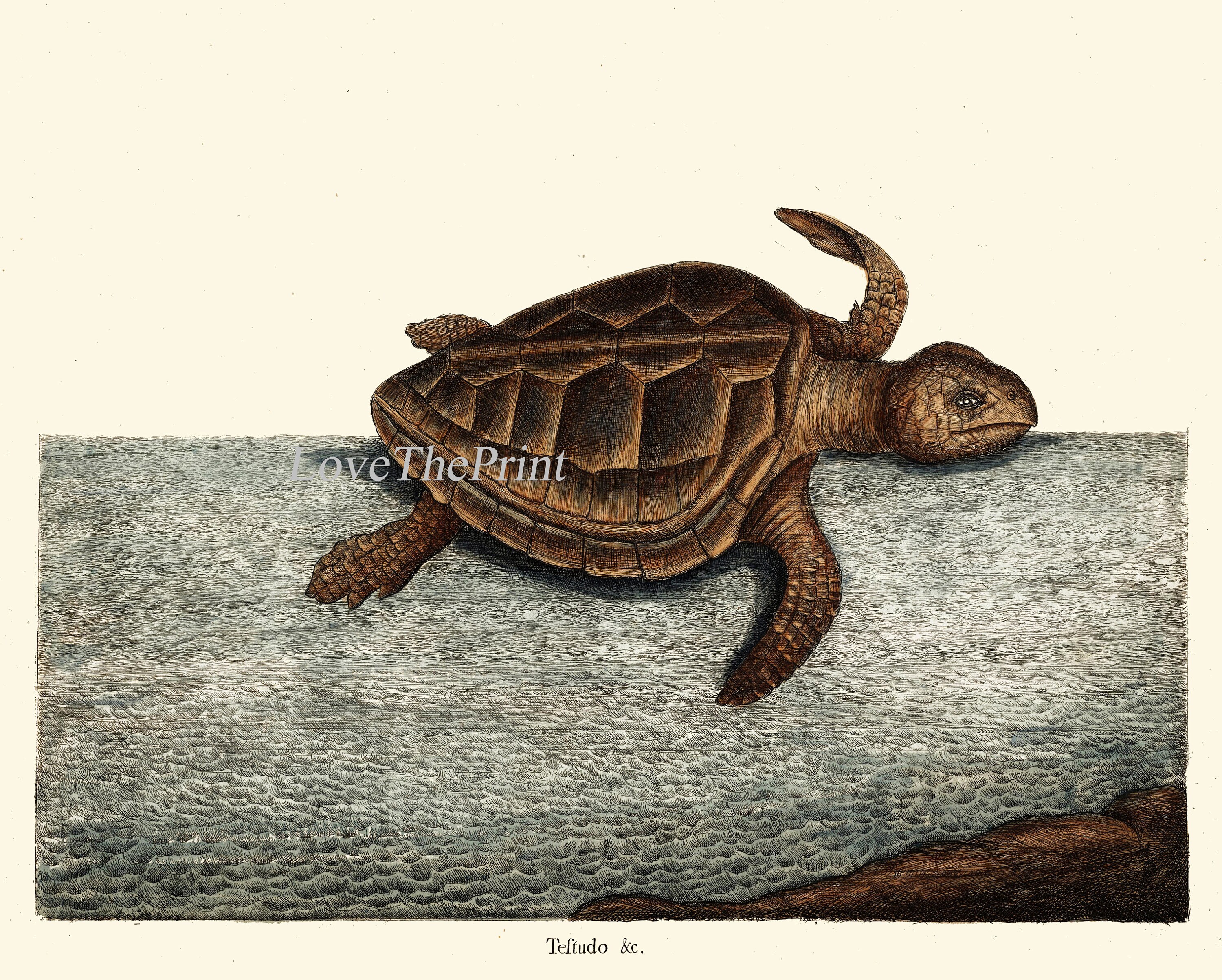 Turtle PRINT SET of 3 Art Prints Beautiful Antique Turtles | Etsy