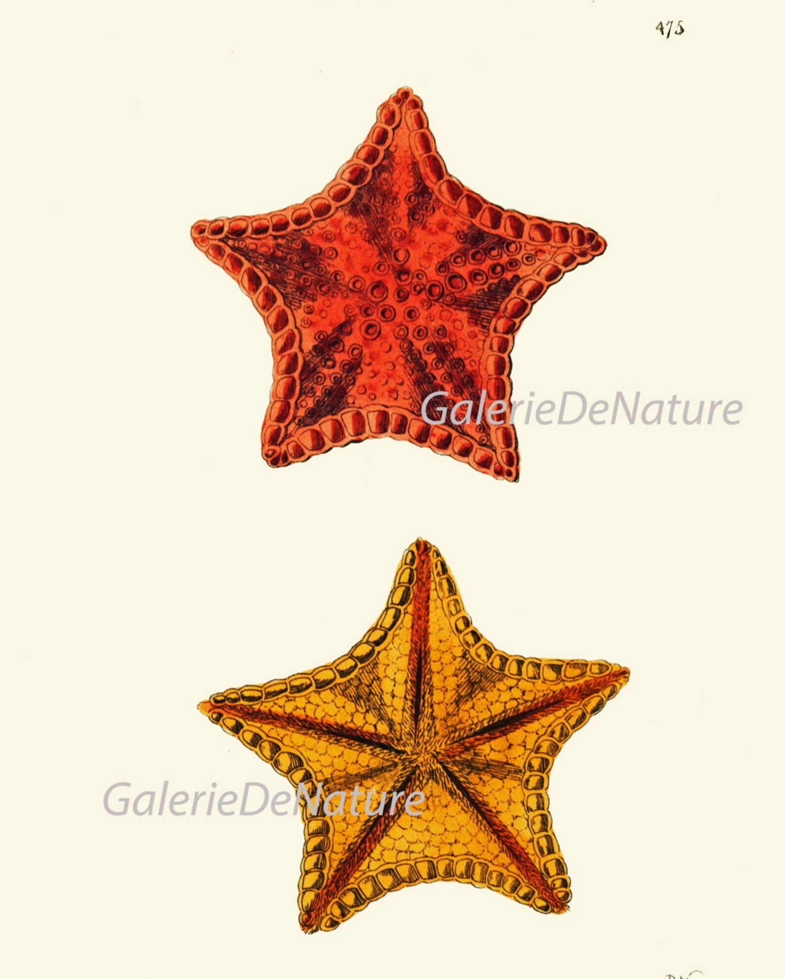 Coral Print Set of 4 Beautiful Antique Colorful Art Illustration Red ...