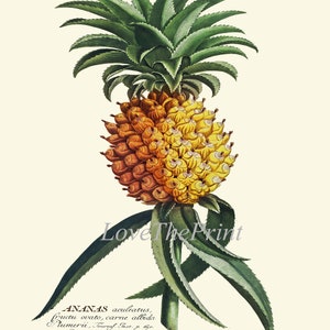 Pineapple Wall Art Print Set of 6 Beautiful Colorful Tropical Red ...