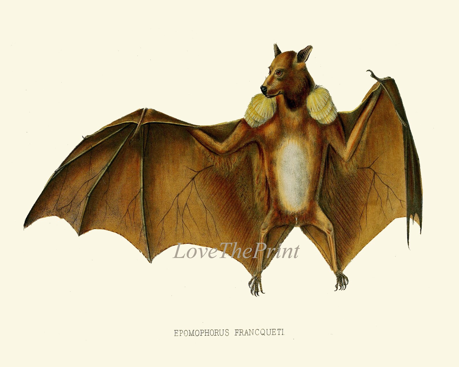 Bat Print Wall Art Set of 4 Prints Beautiful Antique Vintage Bats ...
