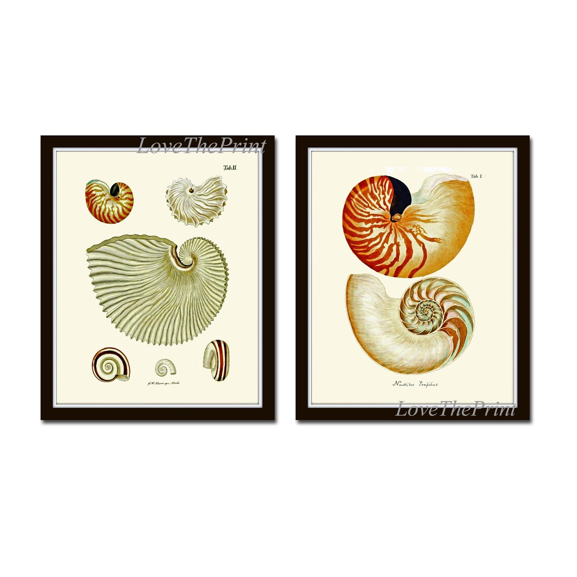 Nautilus Seashell Wall Art Print Set of 2 Prints Beautiful | Etsy