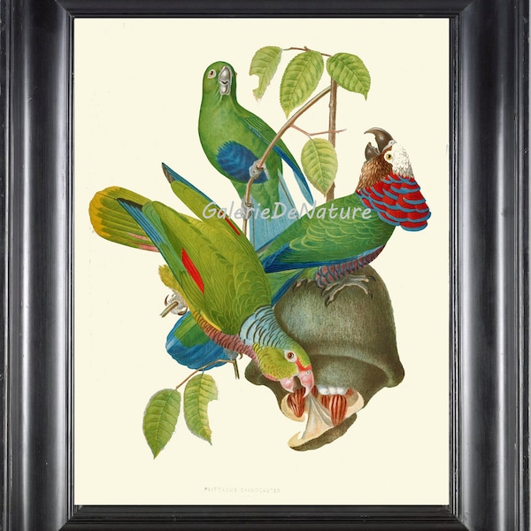 Antique Parrot Print - Etsy