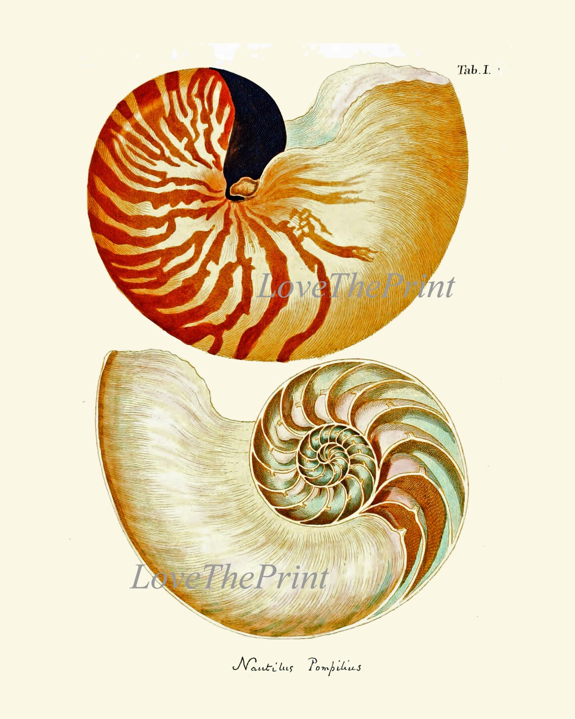Nautilus Seashell Wall Art Print Set of 2 Prints Beautiful | Etsy