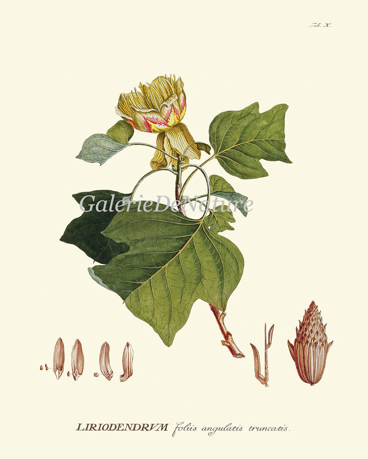 Tulip Tree Plant Print Wall Art JT10 Beautiful Antique Rare Flower ...