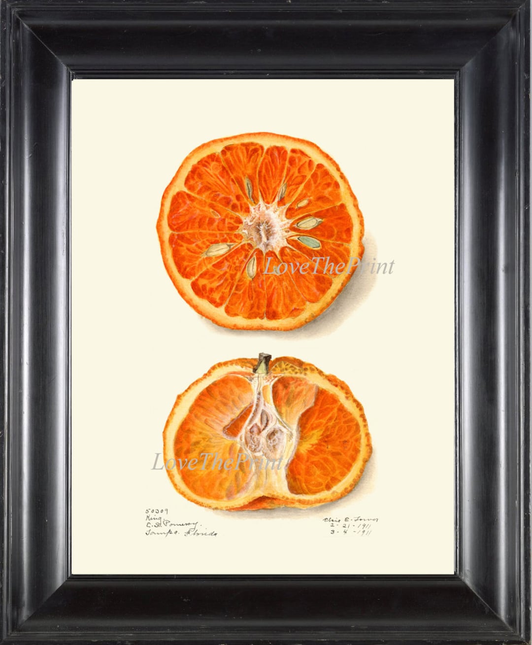 Orange Tangerine Art Print US19 Beautiful Large Antique Tropical ...