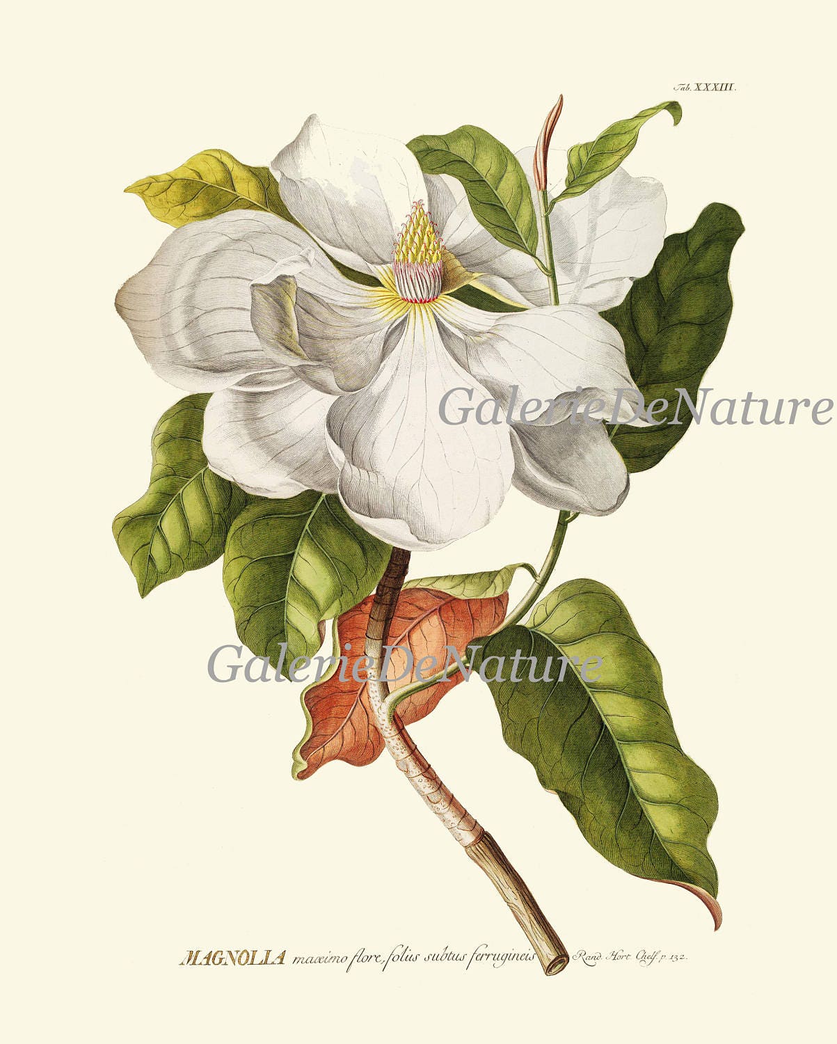 Magnolia Flower Print Wall Art JT30 4x6 5x7 8x10 11x14 - Etsy