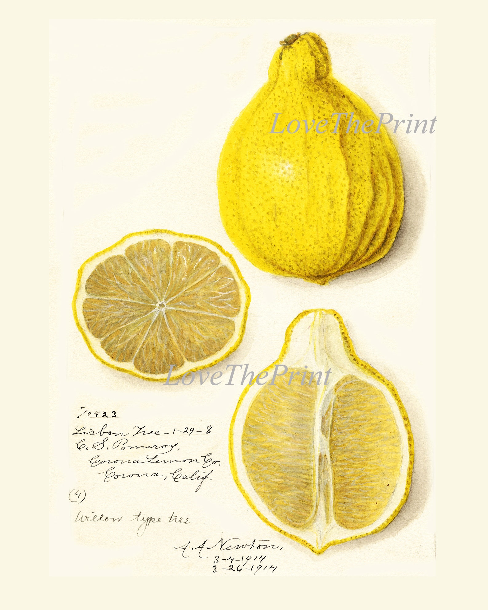 Lemons Print Set of 6 Prints Wall Art Beautiful Antique Citrus Fruit ...