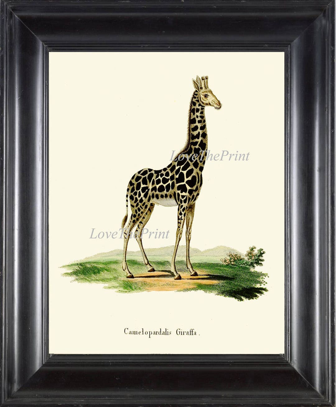 Giraffe Print Art OCD43 Beautiful African Safari Nature Animal Antique ...