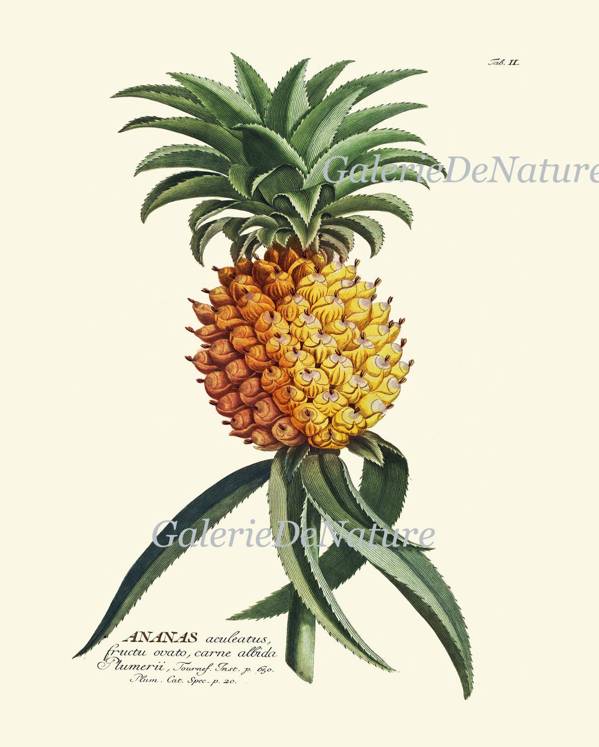Pineapple Print Wall Art JT2 4x6 5x7 8x10 11x14 Beautiful - Etsy