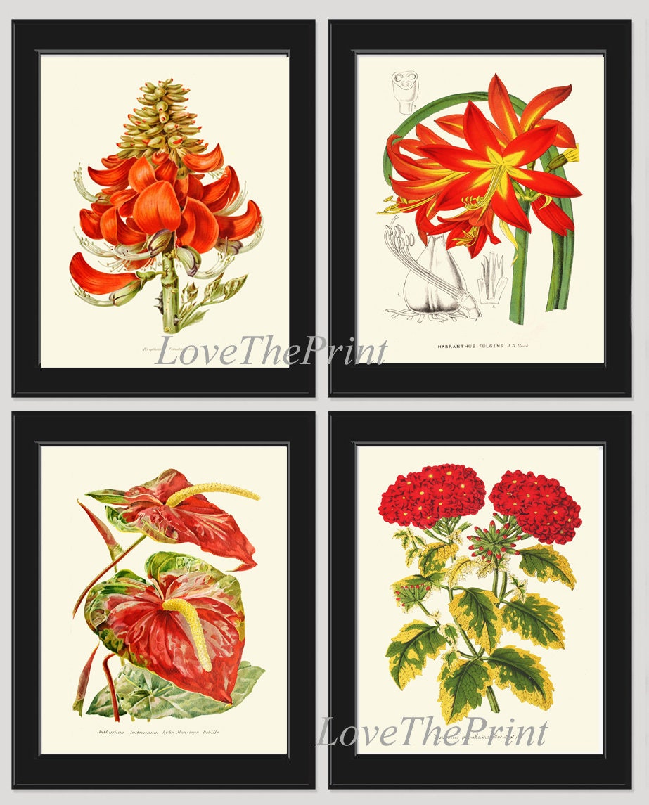 Tropical Red Flowers Art Print Set of 4 Botanical Antique Anthurium ...