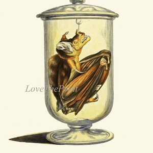 Bats Print Wall Art Home Decor Set of 6 Prints Beautiful Nighttime Life ...