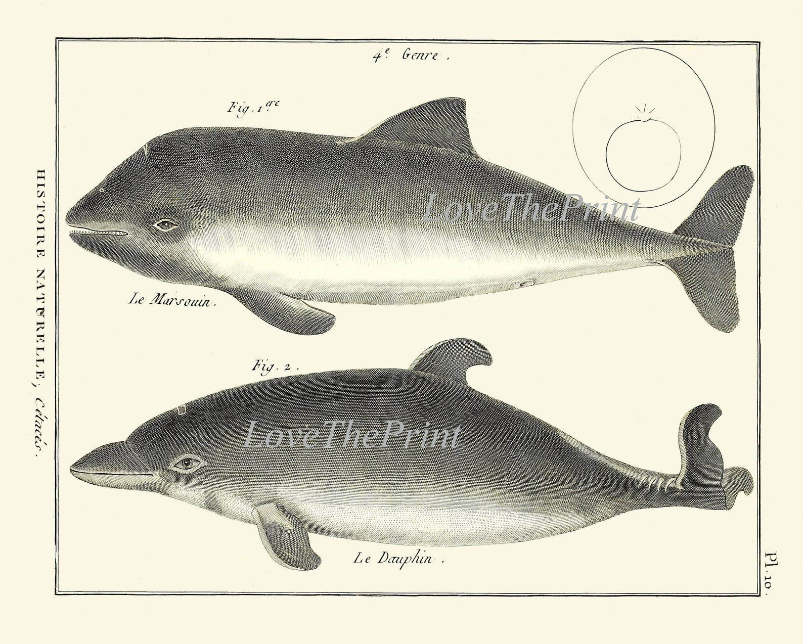 Dolphin Art Print Set of 3 Antique Beautiful Ocean Sea Marine Nature ...