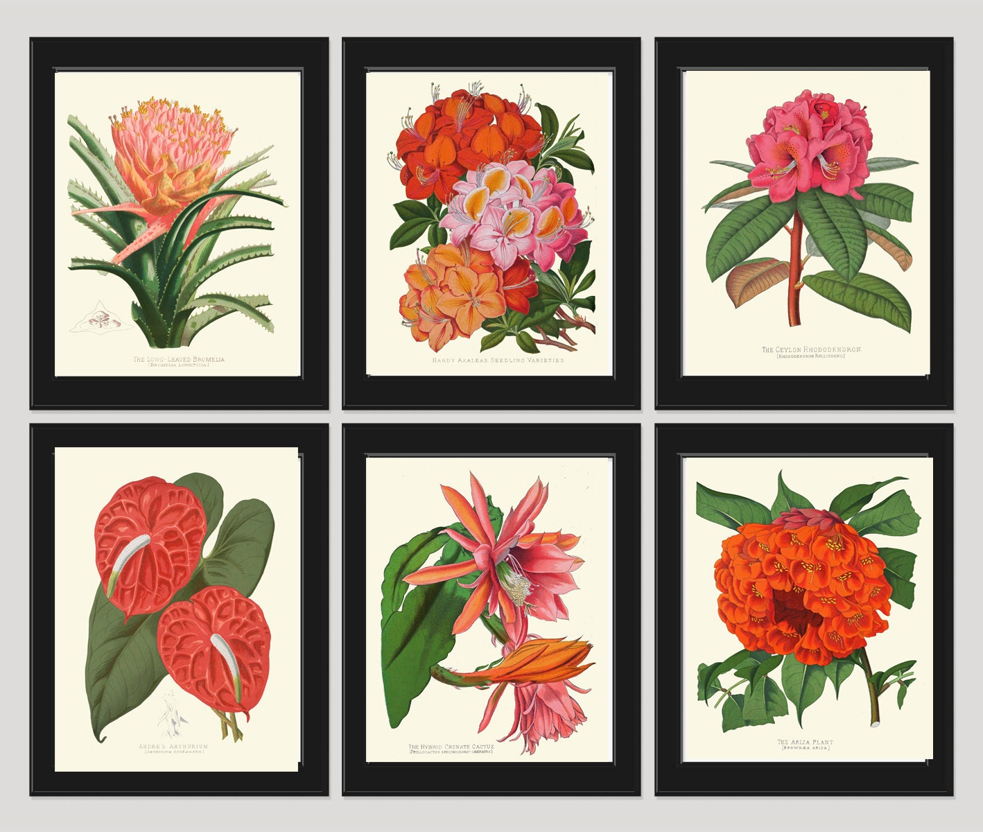 Botanical Tropical Flowers Art Print Set of 6 Beautiful - Etsy