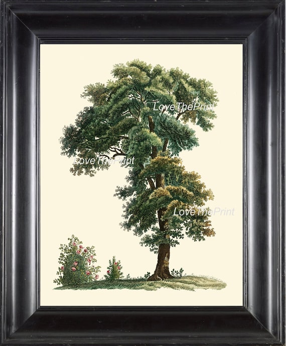 Botanical Art Print R161 Beautiful Large Green Tree Antique | Etsy