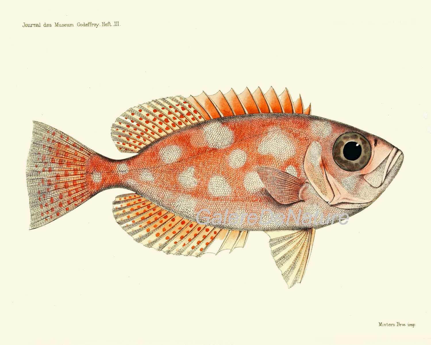 FISH PRINT Art F 17 4x6 5x7 8x10 11x14 Beautiful Large Bigeye - Etsy