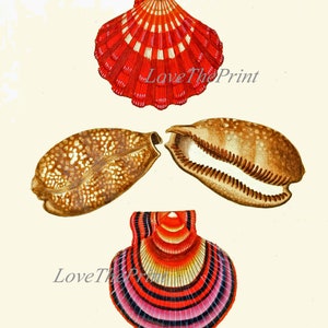 Red Seashell Print Wall Art KG5 Beautiful Antique Illustration Sea ...