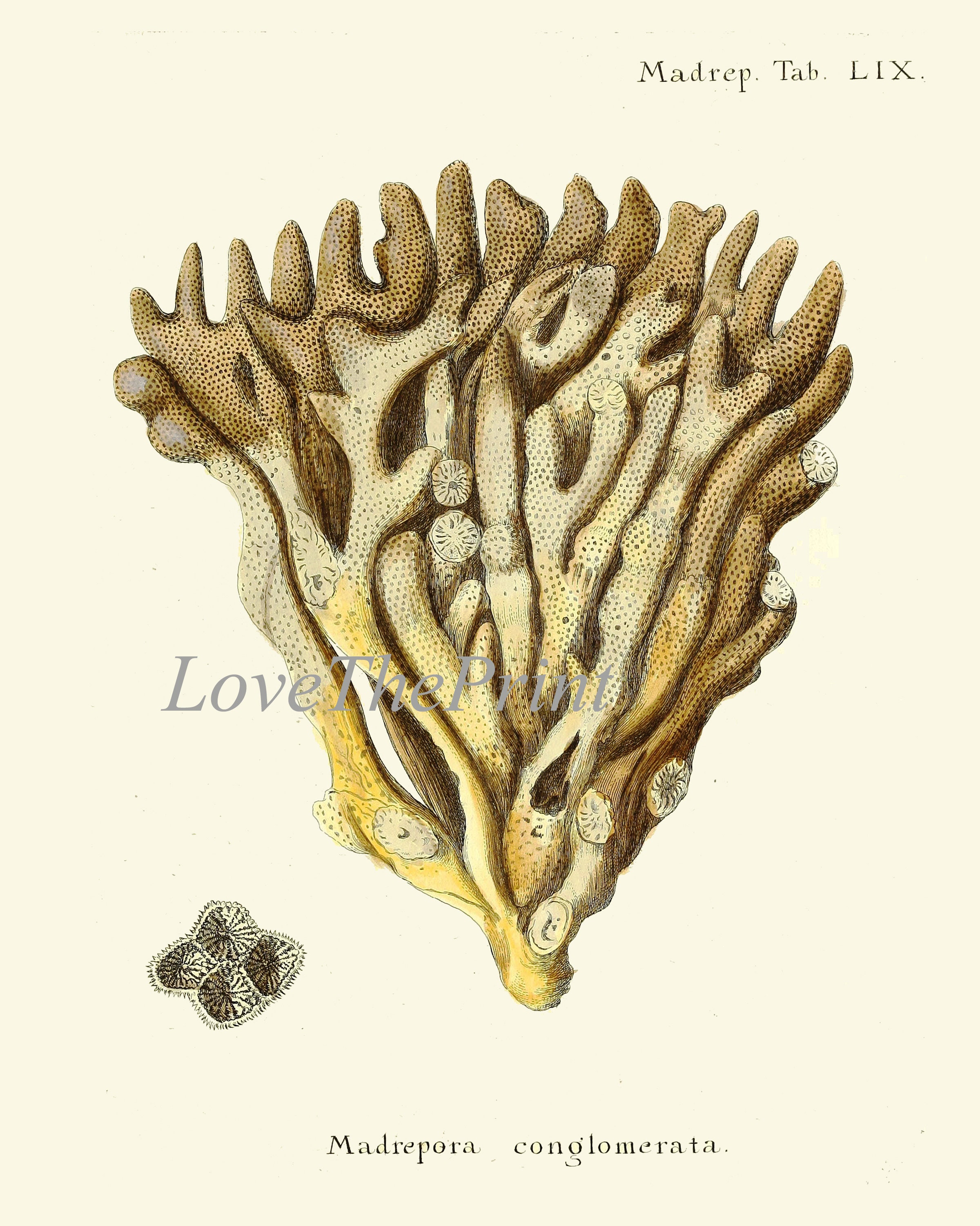 Coral Print Wall Art Home Decor Set of 6 Prints Beautiful Antique ...