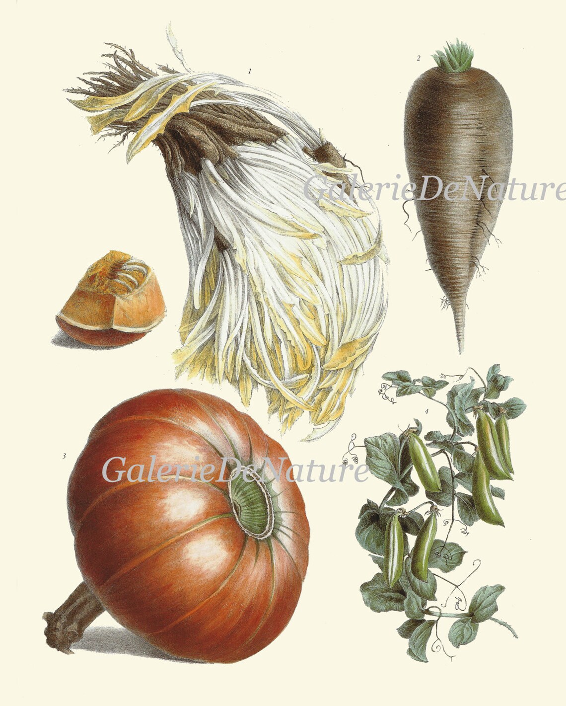 Vegetable Print Set of 6 Wall Art Beautiful Antique French Garden ...